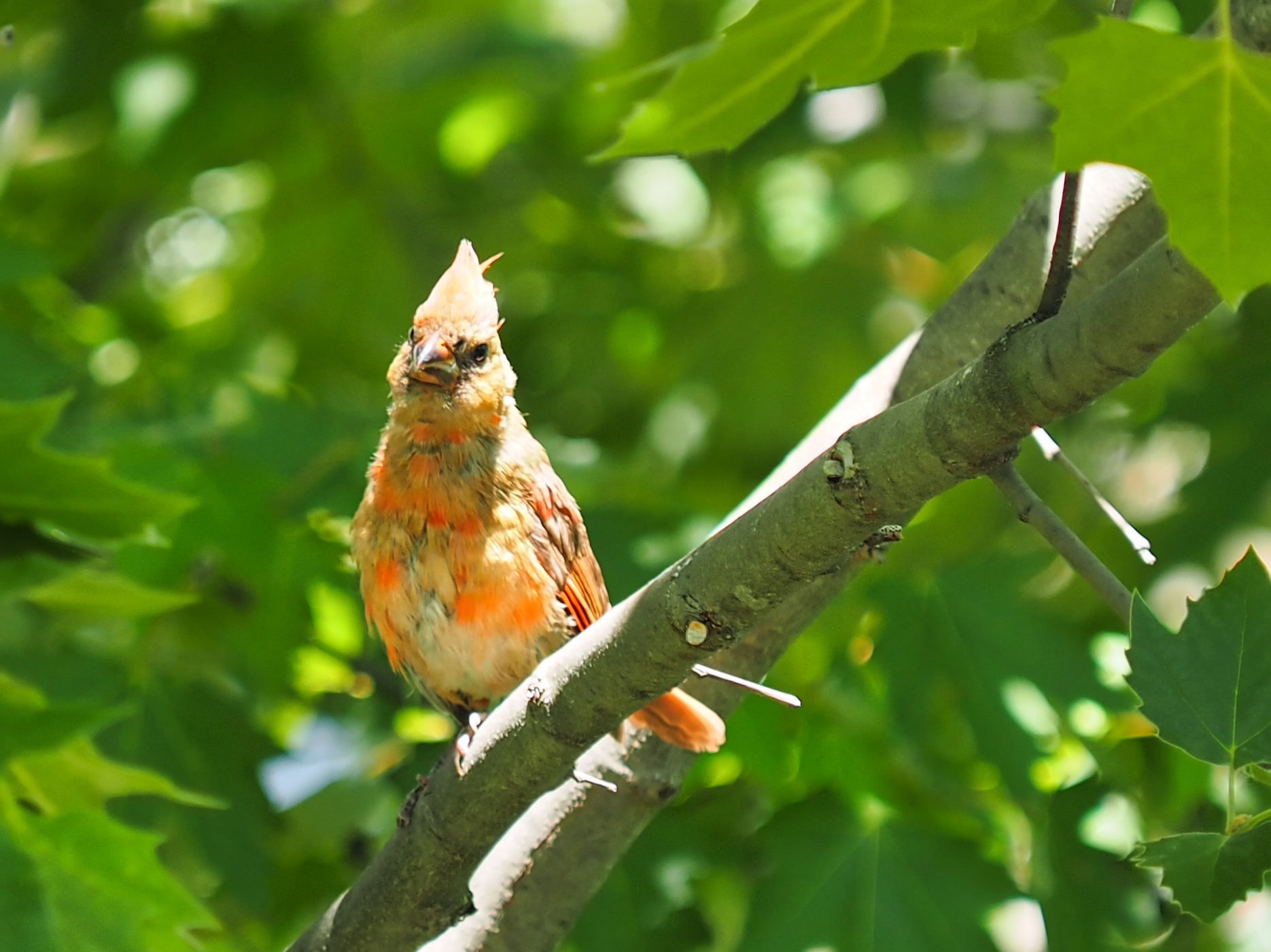 Capt Mondo's Photo Blog » Blog Archive » Young Cardinal and Adult Robin